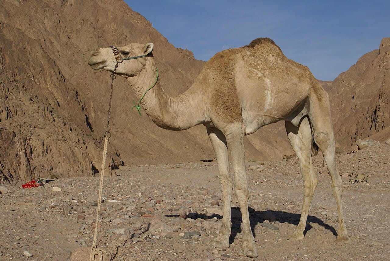 14 Types of Camels (Pictures And Identification)