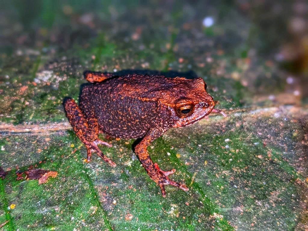 40 Types of Toads (Pictures And Identification)
