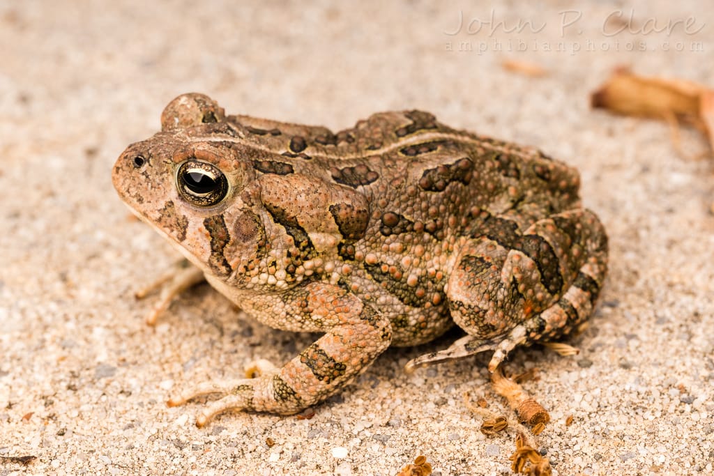 40 Types of Toads (Pictures And Identification)