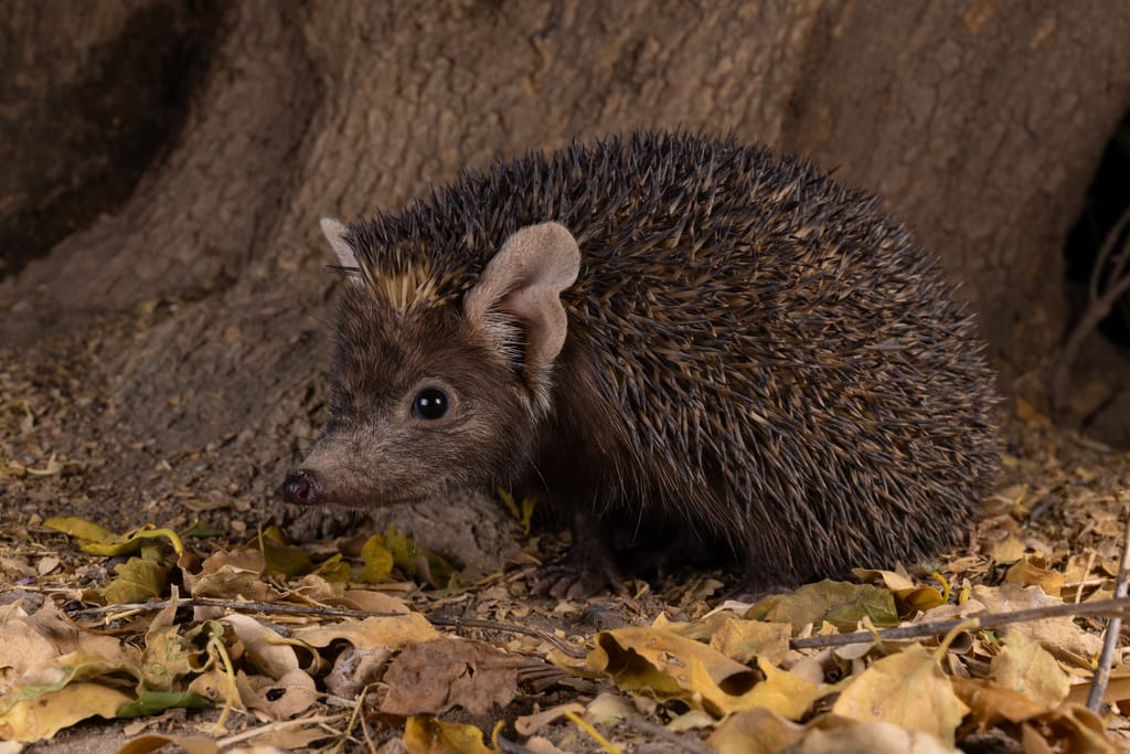 25 Types of Hedgehogs (Pictures And Identification)