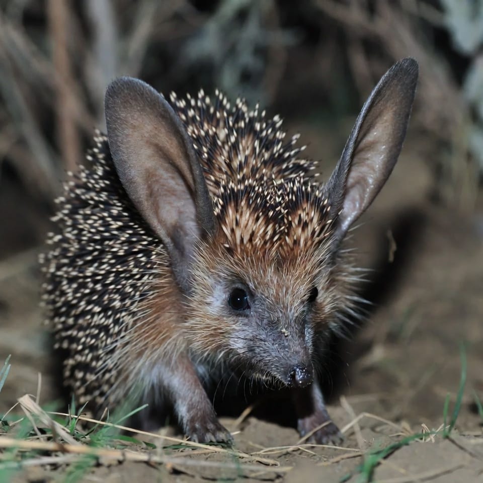 25 Types of Hedgehogs (Pictures And Identification)