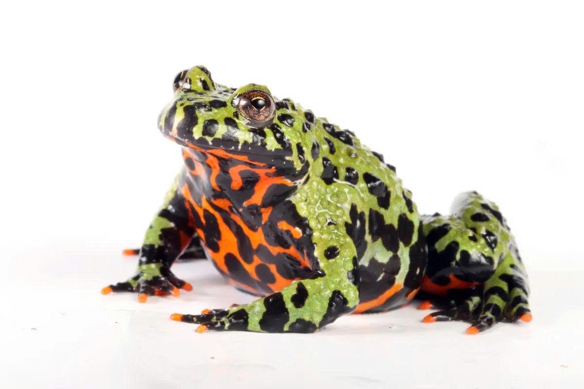 40 Types of Toads (Pictures And Identification)