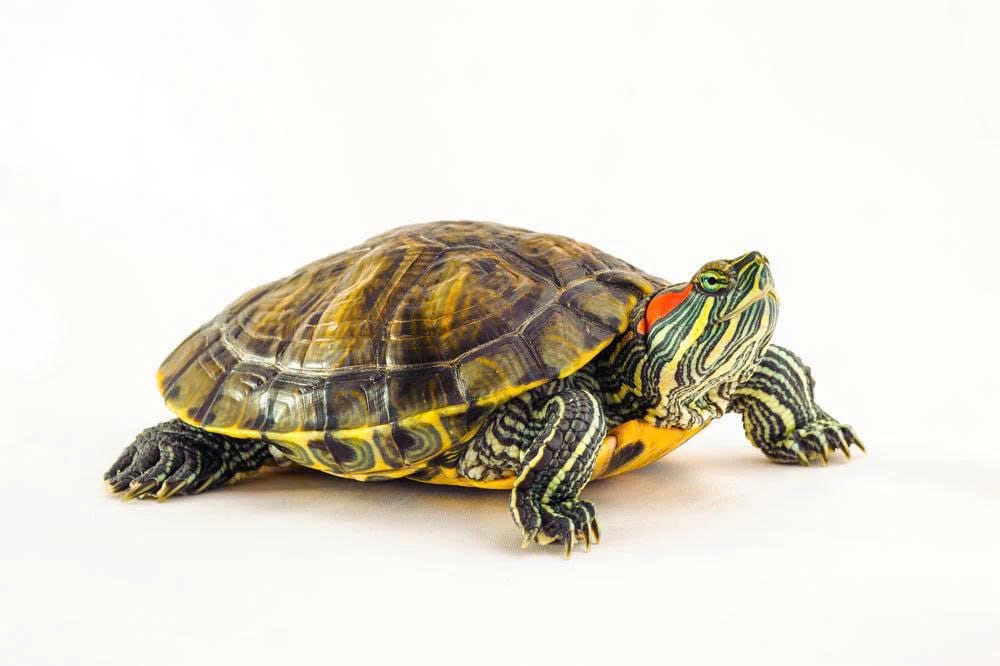 120 Types of Reptiles (Pictures And Identification)