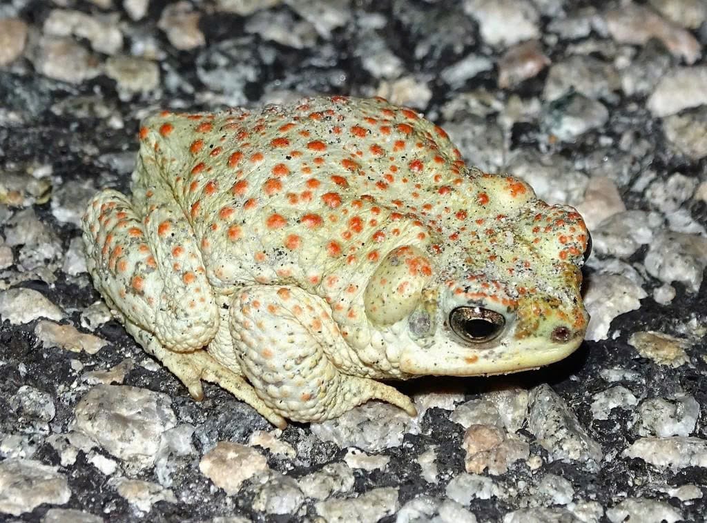 40 Types of Toads (Pictures And Identification)