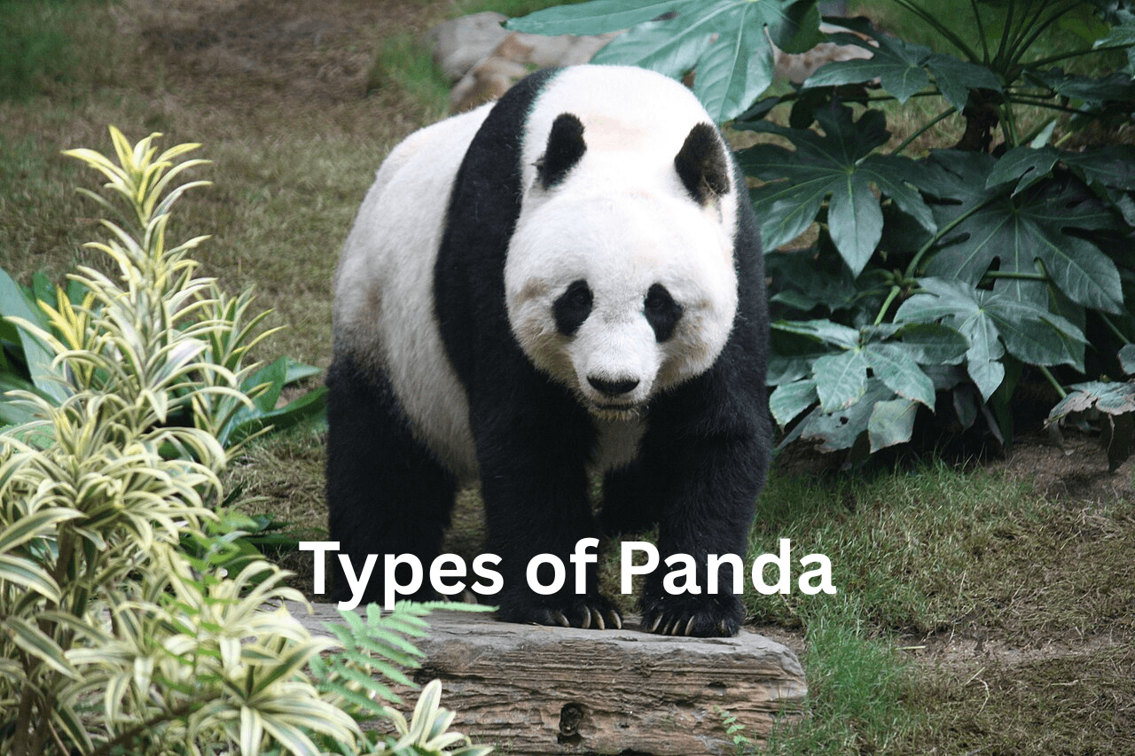 35 Types of Octopus (Pictures And Identification)