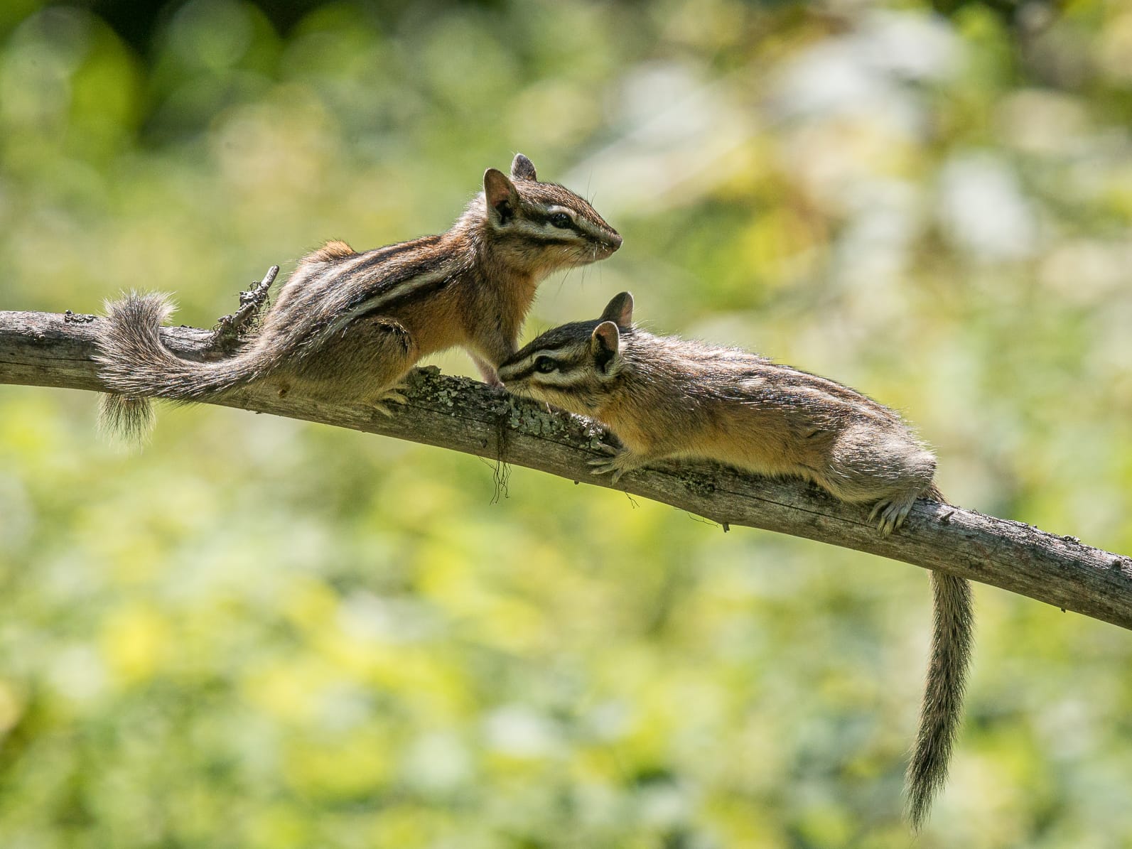 35 Types of Chipmunks (Pictures And Identification)