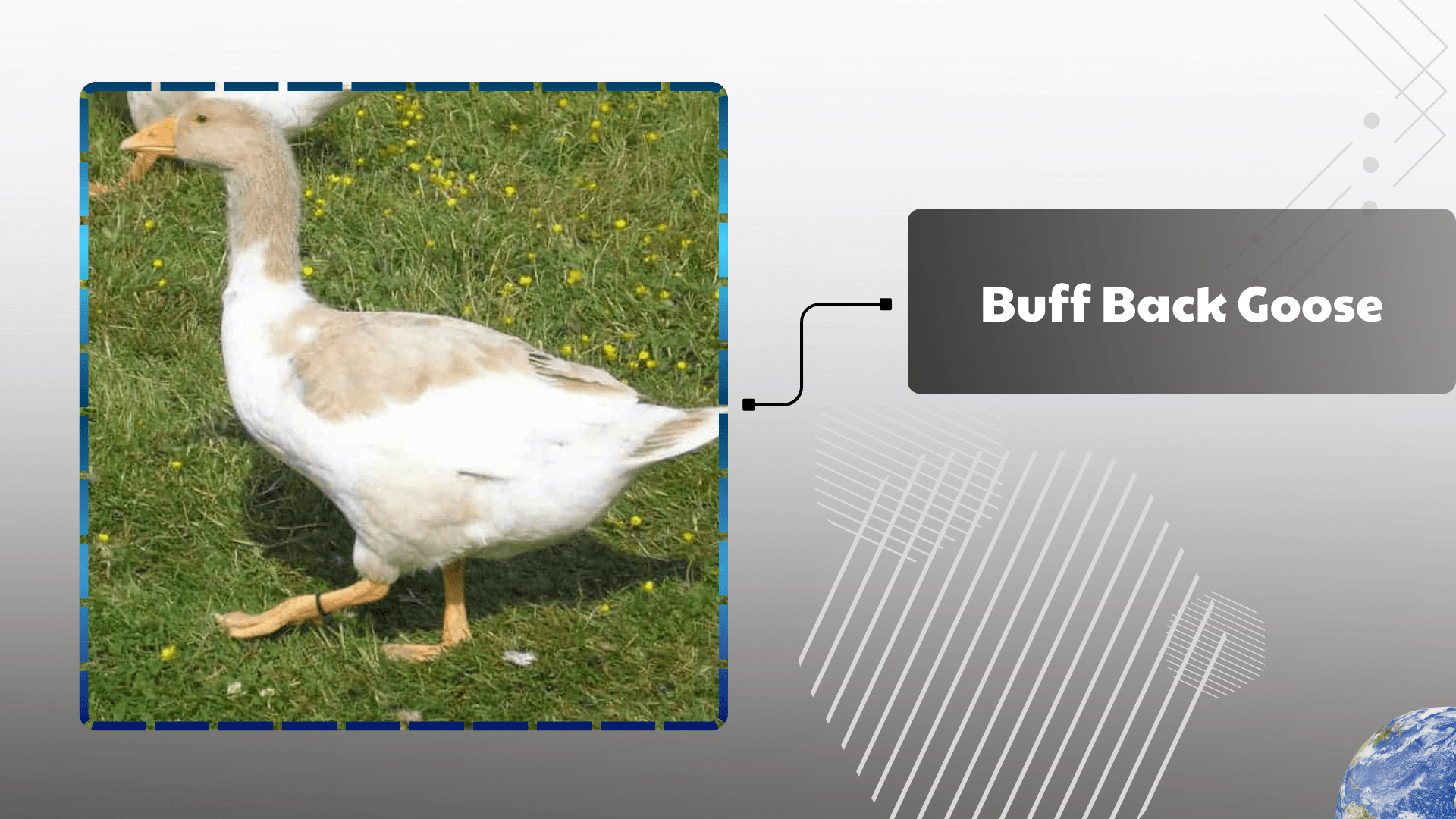 50 Types of Geese (Pictures And Identification)