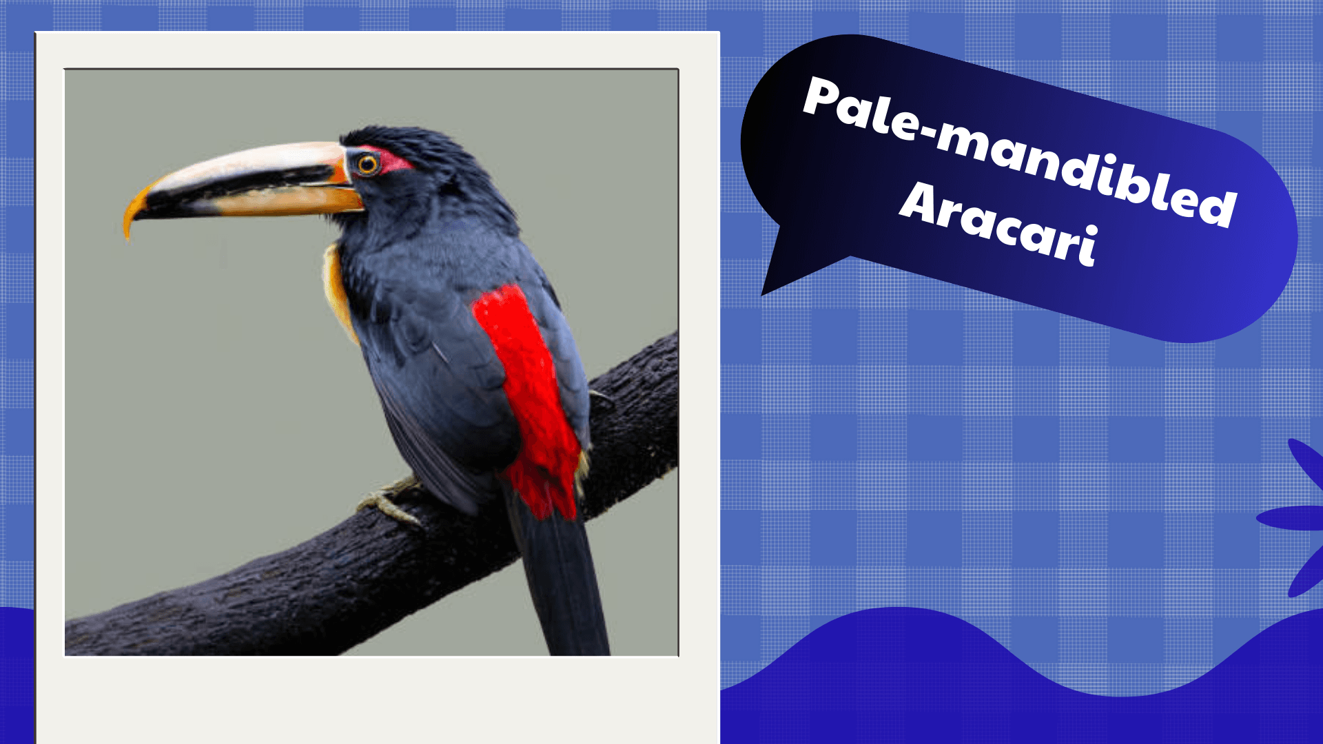 30 Types of Toucans (Pictures And Identification)